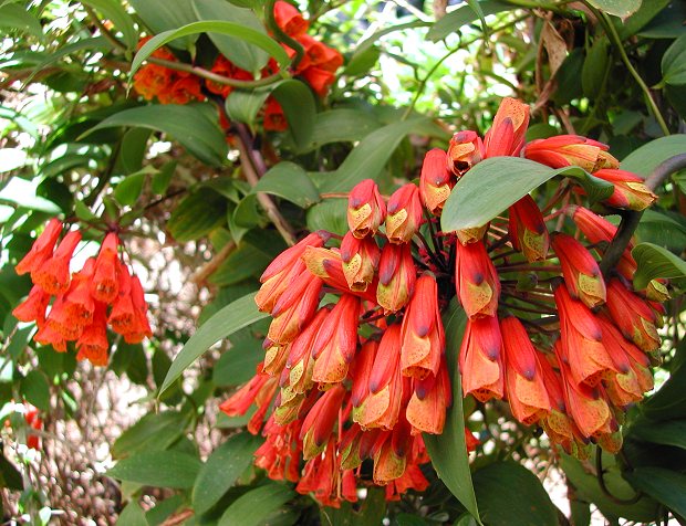 "Orange Sunset" Bomarea