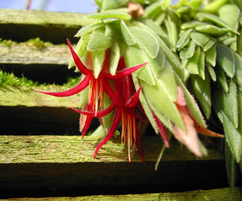 Ceratostema rauhii