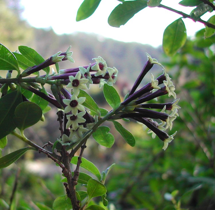 Venezuela Cestrum species