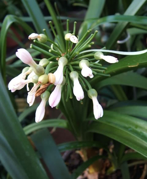 Cryptostephanus vansonii - Rare Clivia relative