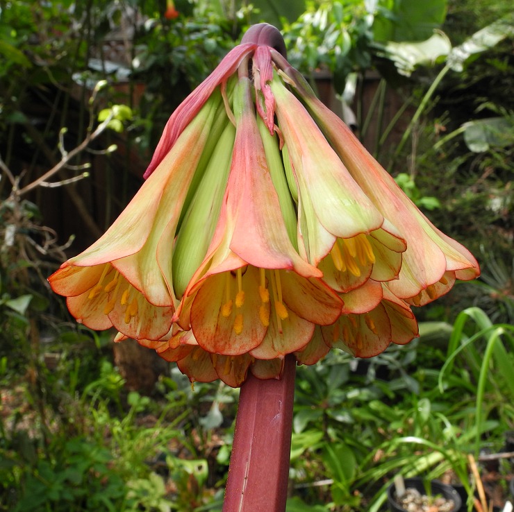 Cyrtanthus falcatus - "Shepherd's Crook"