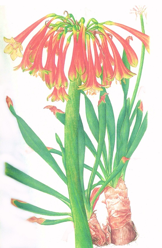 Cyrtanthus herrei - Fire Lily