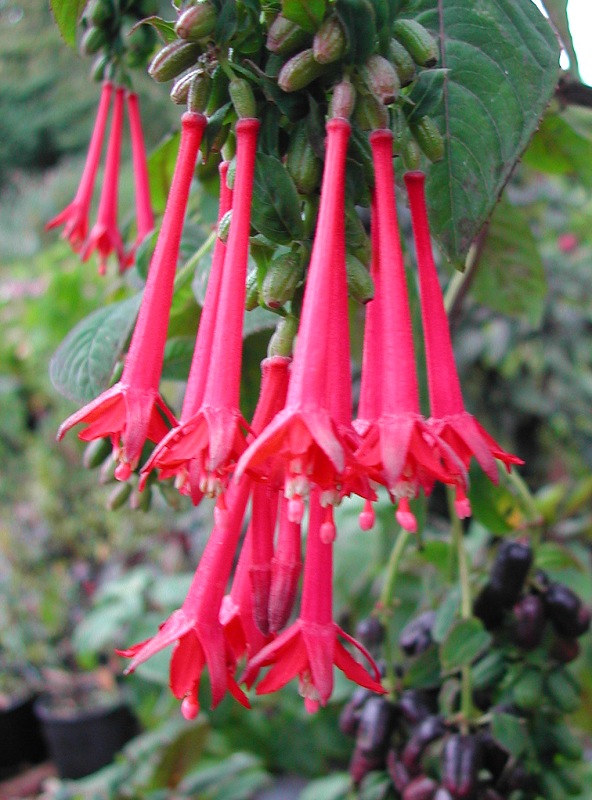 Fuchsia crassistipula from Colombia