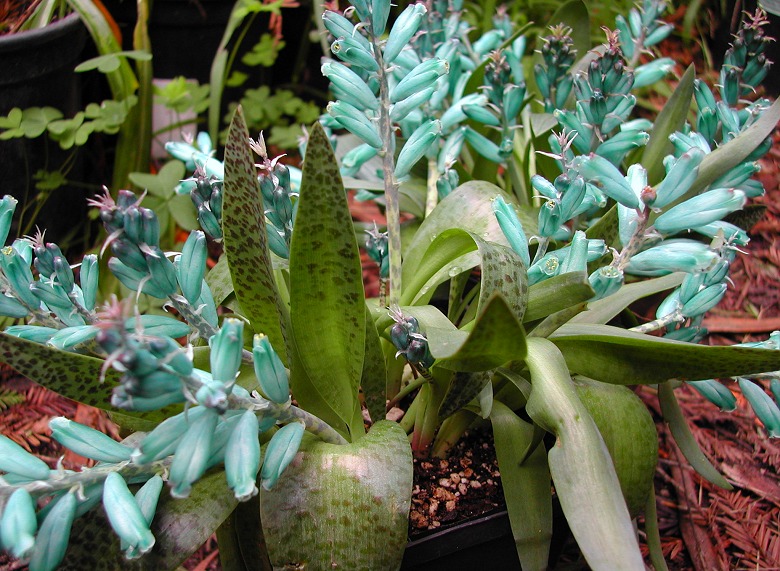 Lachenalia viridiflora - "Turquoise Hyacinth"