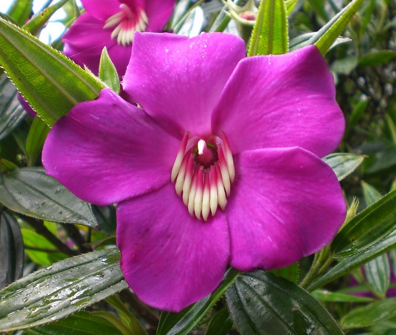 Meriania nobilis from Colombia