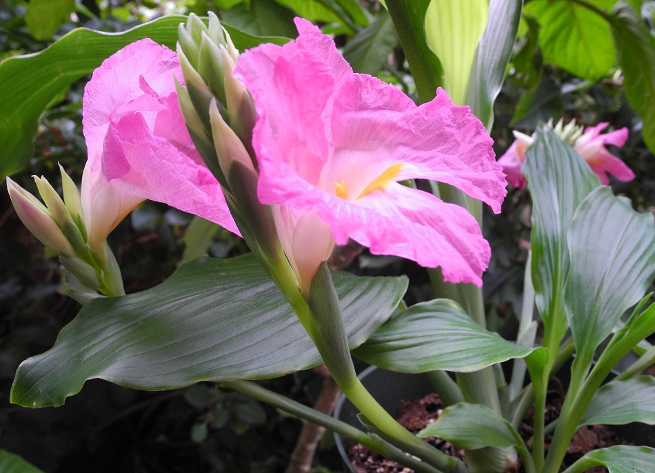 Siphonochilus kirkii - Pink African Trumpet Ginger