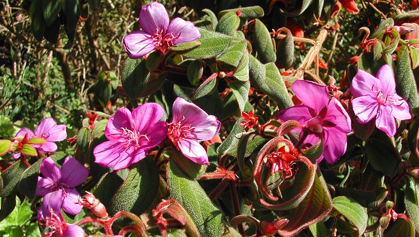 Tibouchina cardinalis - Brazilian Princess Flower